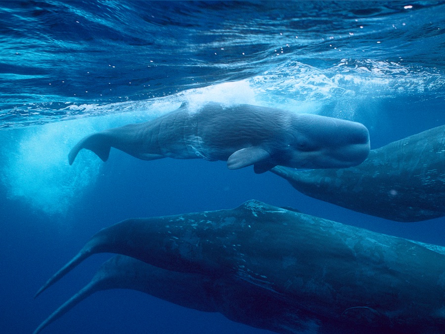 Giants of the Deep Blue - Apple TV