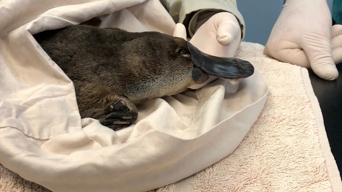 Project Platypus - Secrets of the Zoo: Down Under (Season 1, Episode 1) | Apple TV