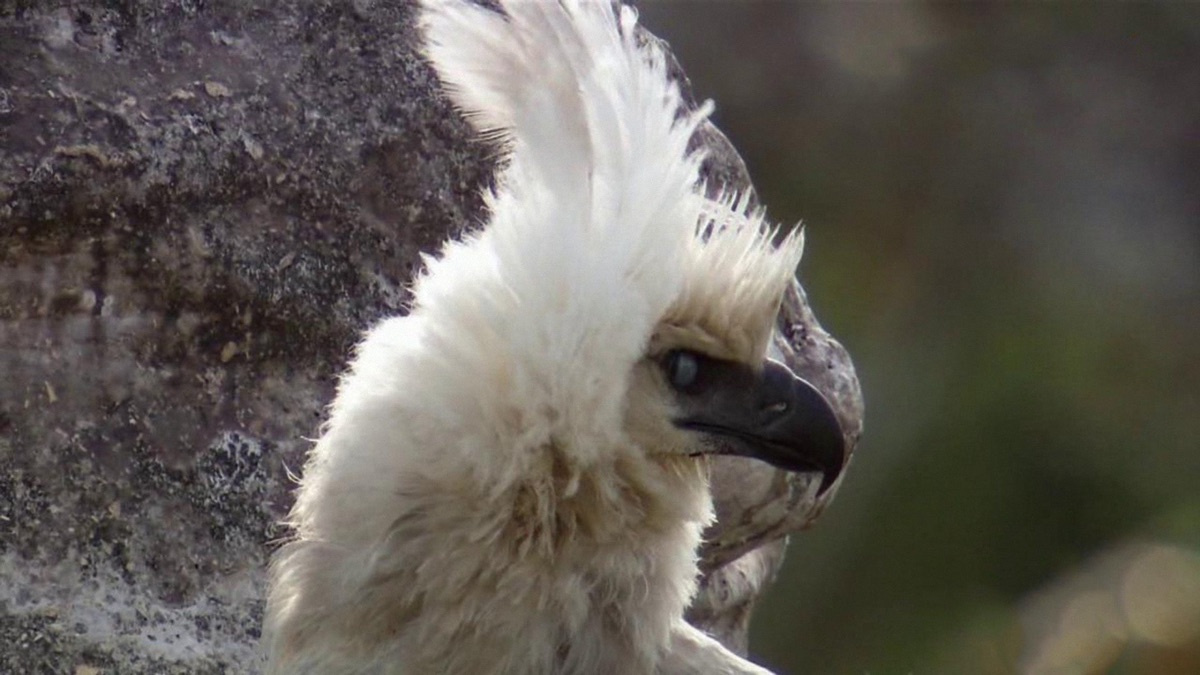 Stealth - Secret Life of Predators (Season 1, Episode 2) | Apple TV