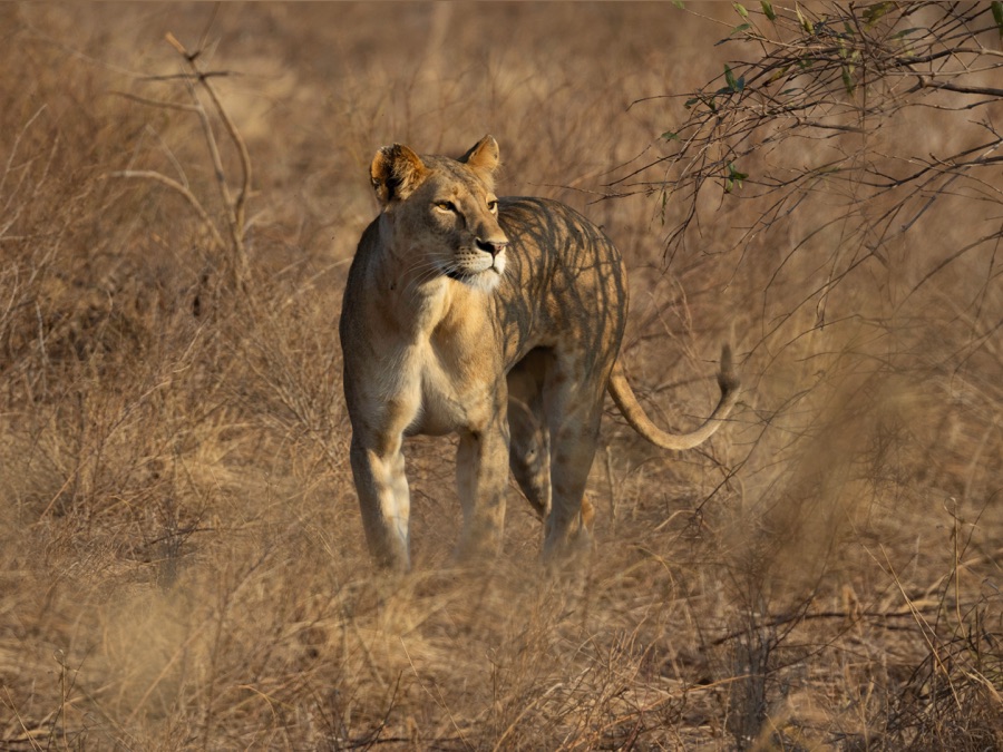 The Lion Queen | Apple TV