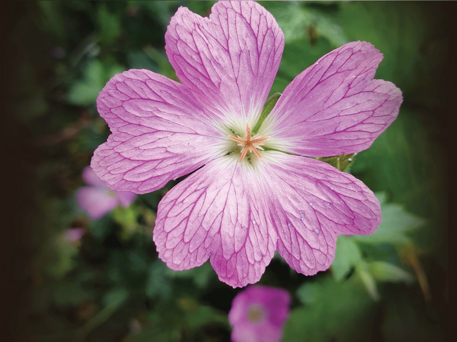 The Botanist's Eye: Identifying the Plants around You - Apple TV (UK)