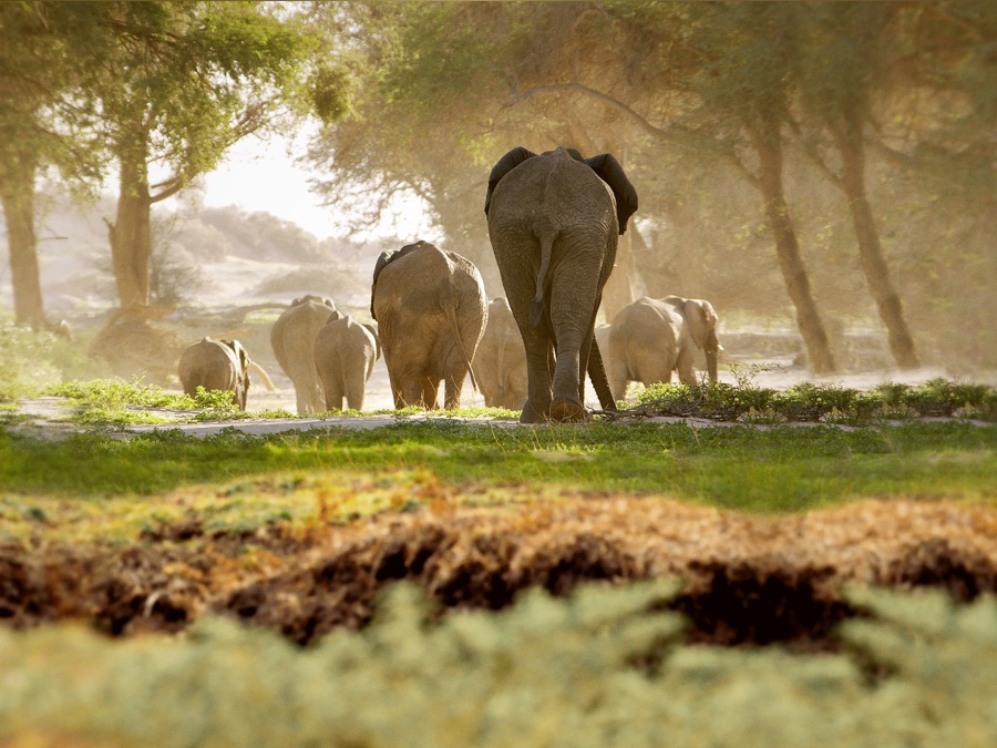 Africa's Wild Horizons - Apple TV