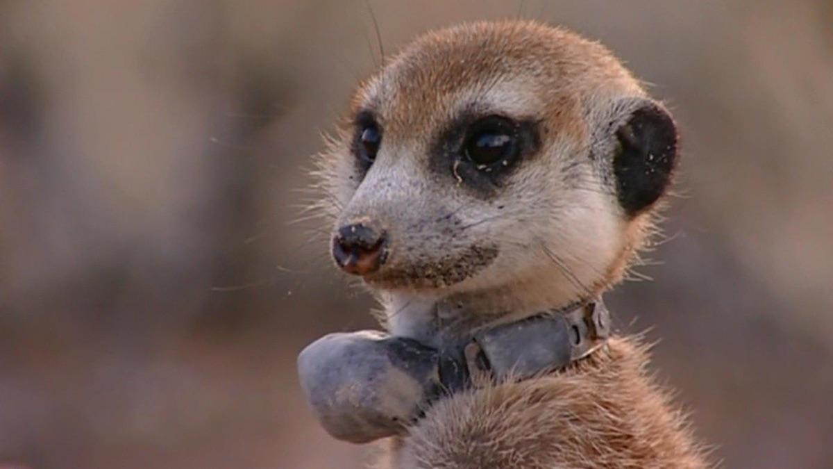 A Family Affair - Meerkat Manor | Apple TV