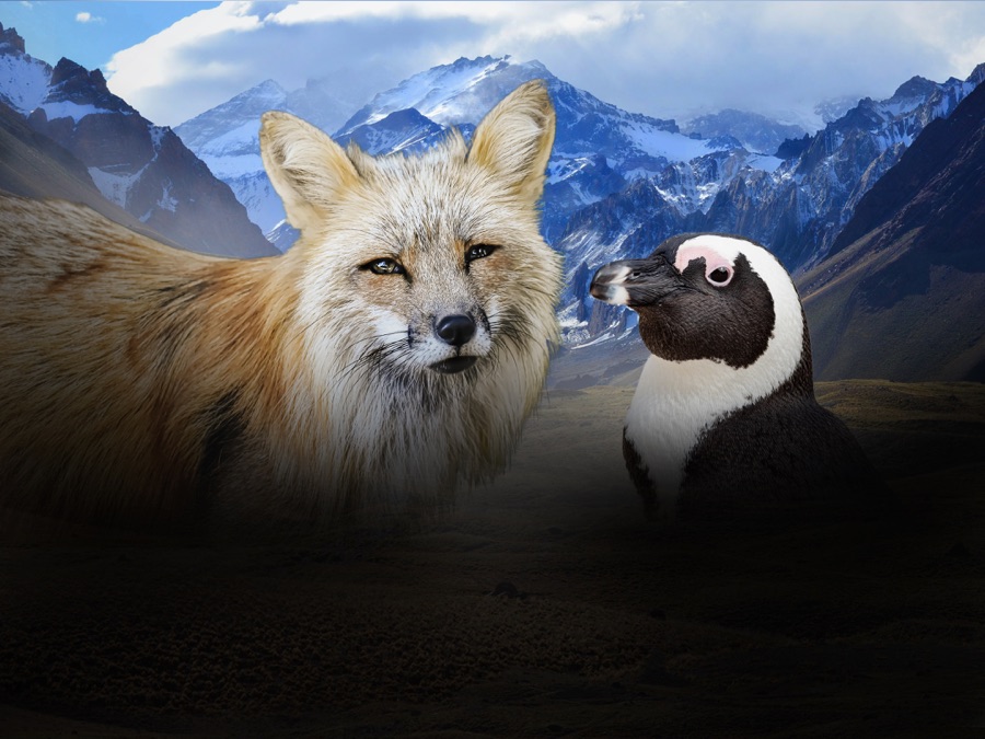 Wild Faces of the Andes - Apple TV