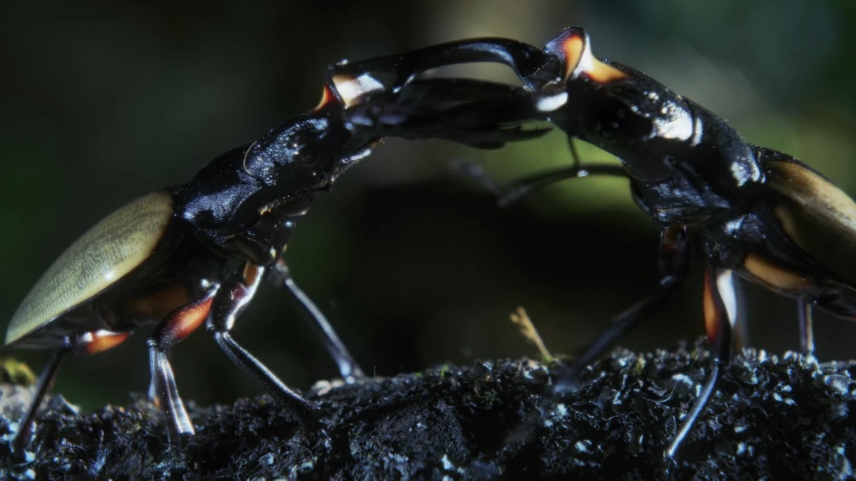 Part Two: The Next Generation - Planet Insect (Season 1, Episode 2 ...