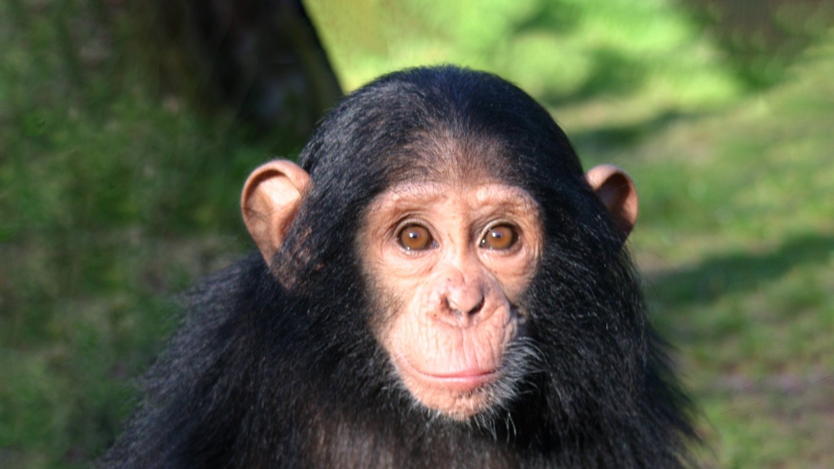 Monkey Business - Apple TV