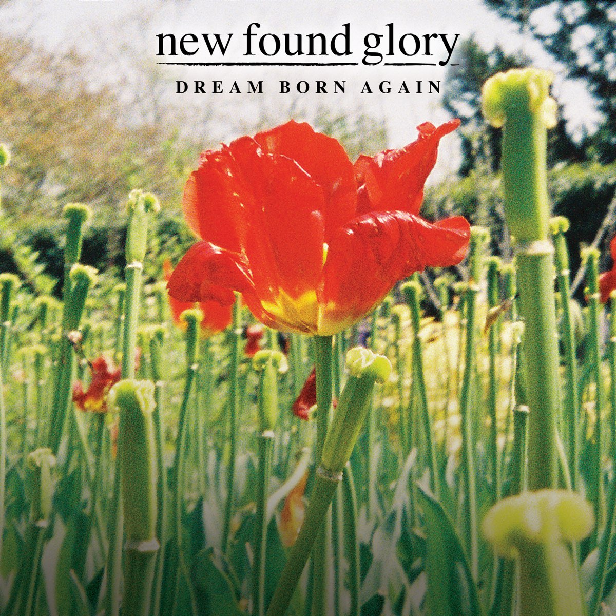 ‎Dream Born Again - Single by New Found Glory on Apple Music