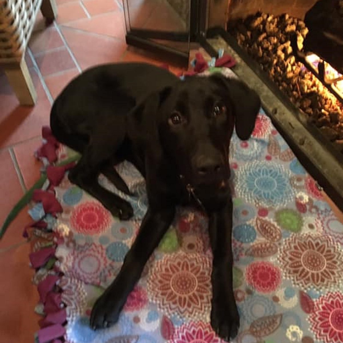 ‎Happy Birthday Lisa - Single by Poopz on Apple Music