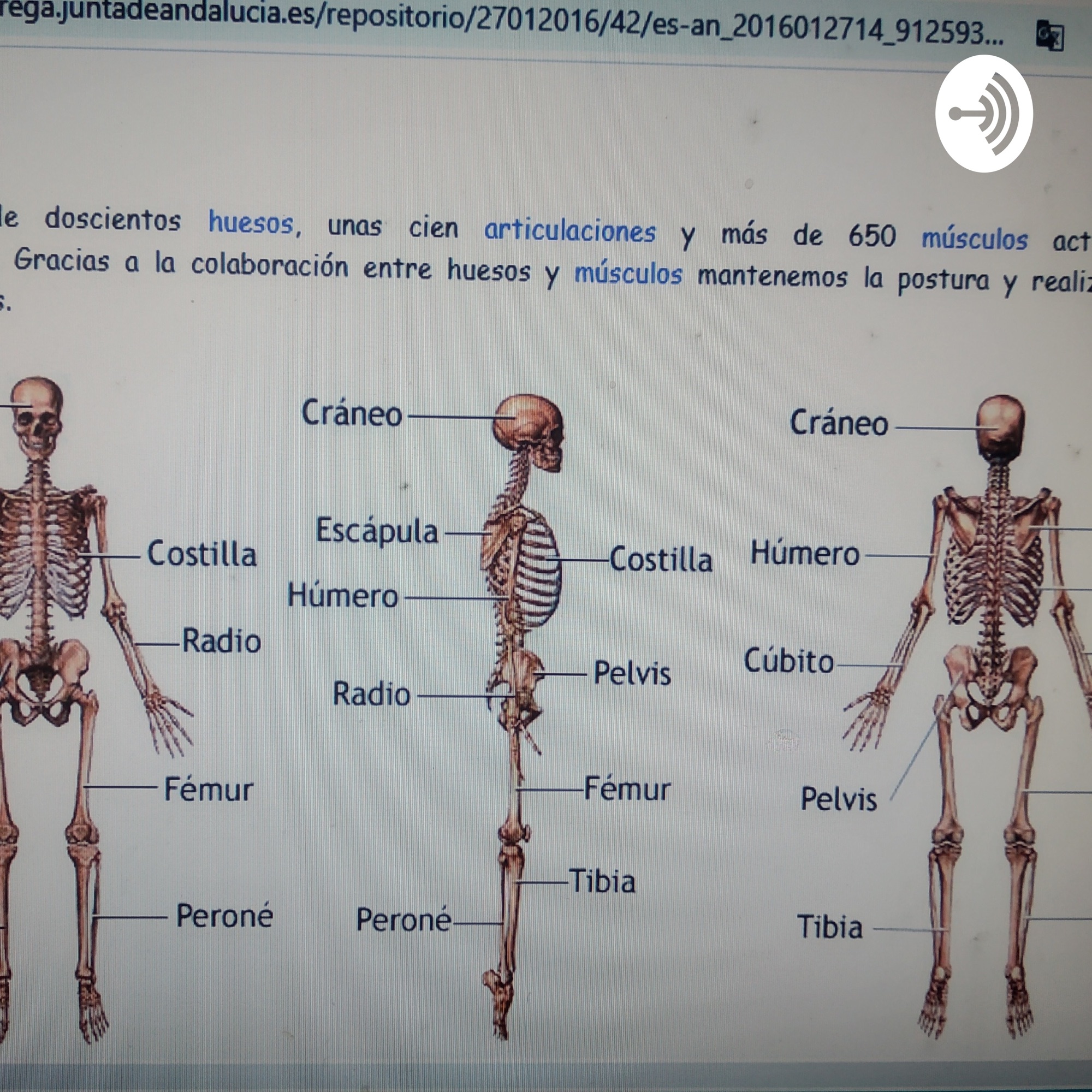 Huesos que conforman el sistema oseo – Huesos Que Conforman El Sistema ...
