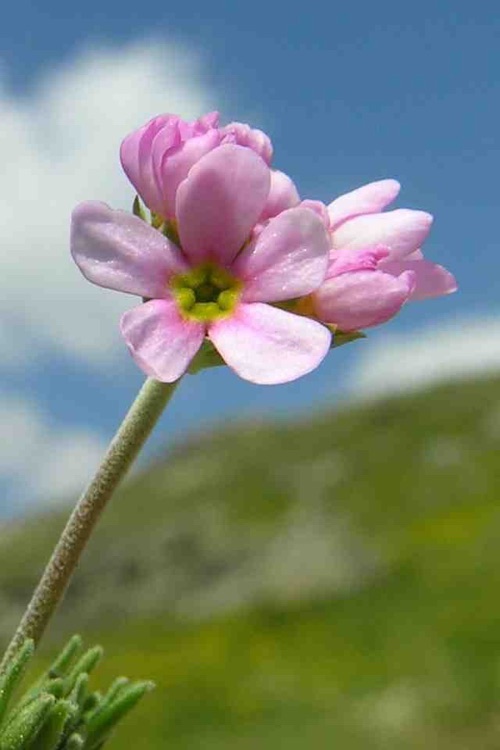 HD flower wallpapers - one flower a day (Retina display) by Divulgando Srl