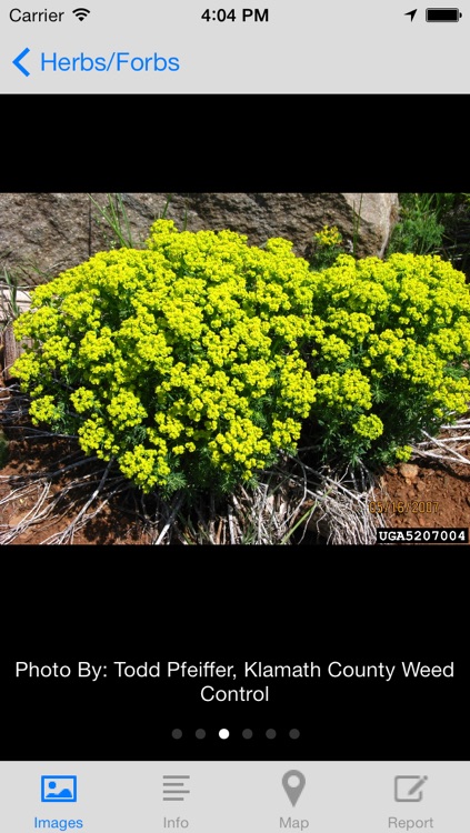 Invasive Plant Atlas of New England by Charles T. Bargeron