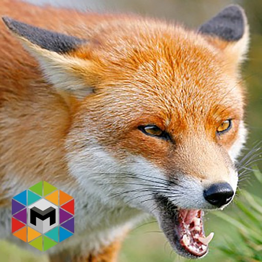 My Fox Simulator by Serdar Akgul