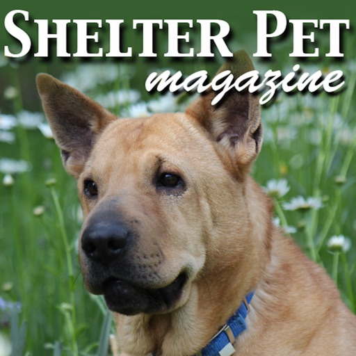 Shelter Pet Magazine by Andy Mathis