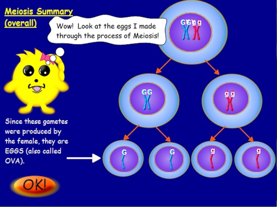 Snurfle Meiosis - AppRecs