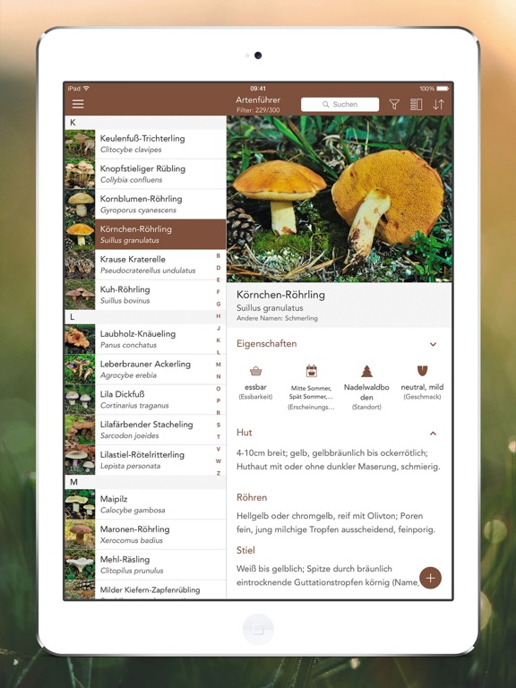 Pilze bestimmen und erkennen: so geht’s mit App (Android, iPhone und am PC)