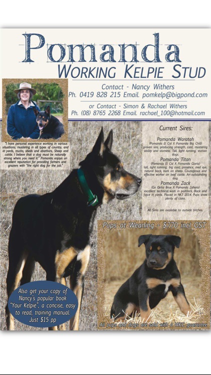 Australian Working Stock Dog by Zinio Pro