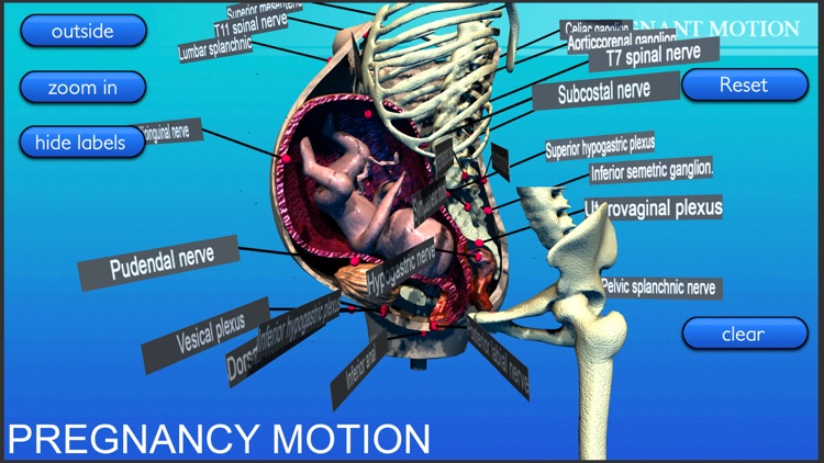 Pregnancy Motion Anatomy by usamau04 melambe