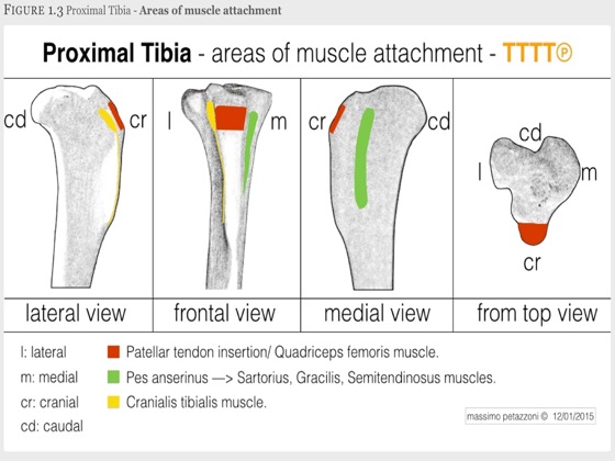‎TTTT - Tibial Tuberosity Transposition Tool and Technique on Apple Books