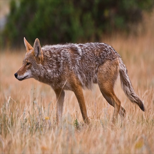 Varmint calls by KoolApps