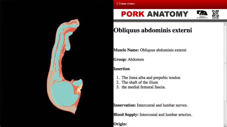 NU Pork Anatomy by University of Nebraska - Lincoln