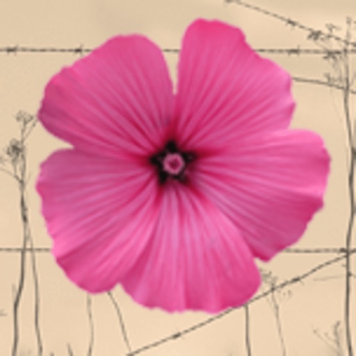 Frontline Study by Interspark Media