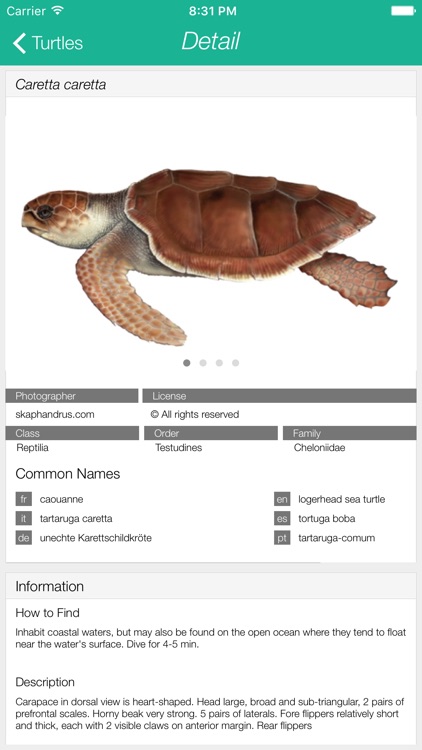 Ocean Life ID - Turtles - Identification, Facts and Information by ...