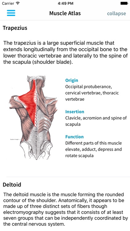 Anatomy: Atlas of Muscles by TRAN PHUONG