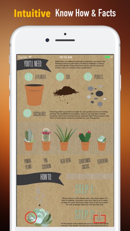 Cacti Identification Tips|Guides and Tutorial by Steve Chang