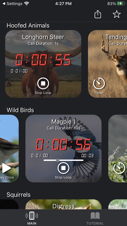 Predator and Coyote Calls by Phairin Chailert