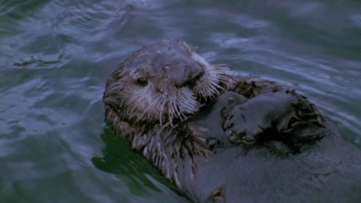 Vanishing Wilderness | Apple TV (UK)