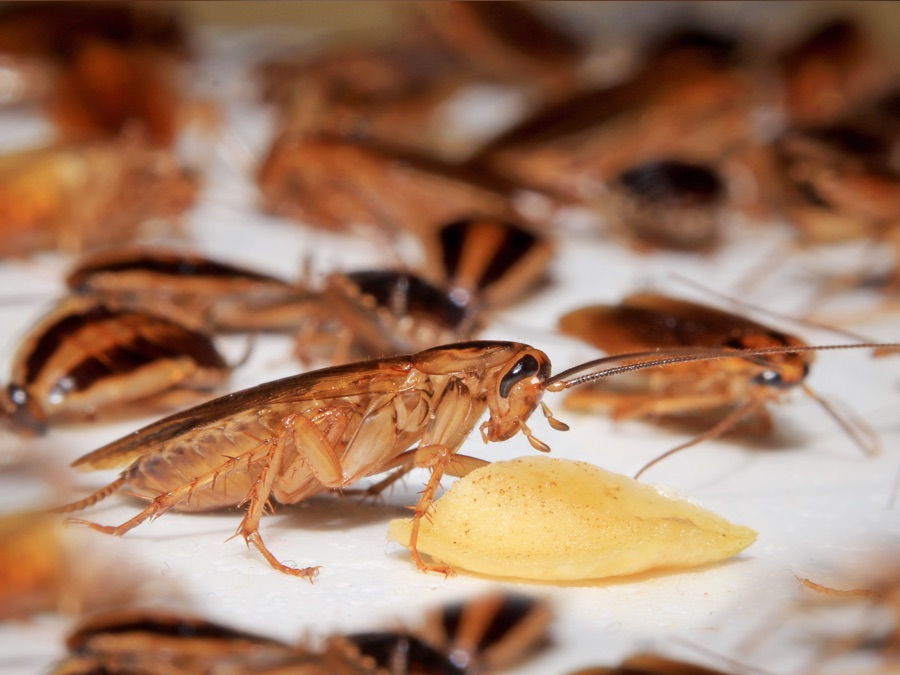 Infested! | Apple TV