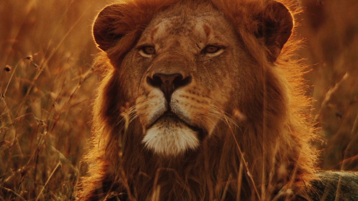Lions: Africa's Super Power | Apple TV