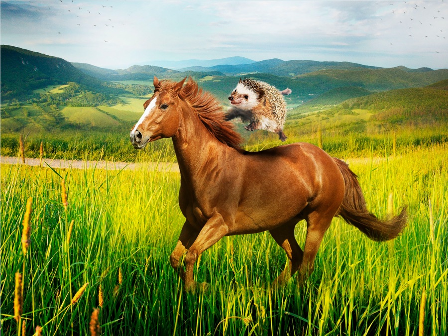 Andy the Talking Hedgehog - Apple TV