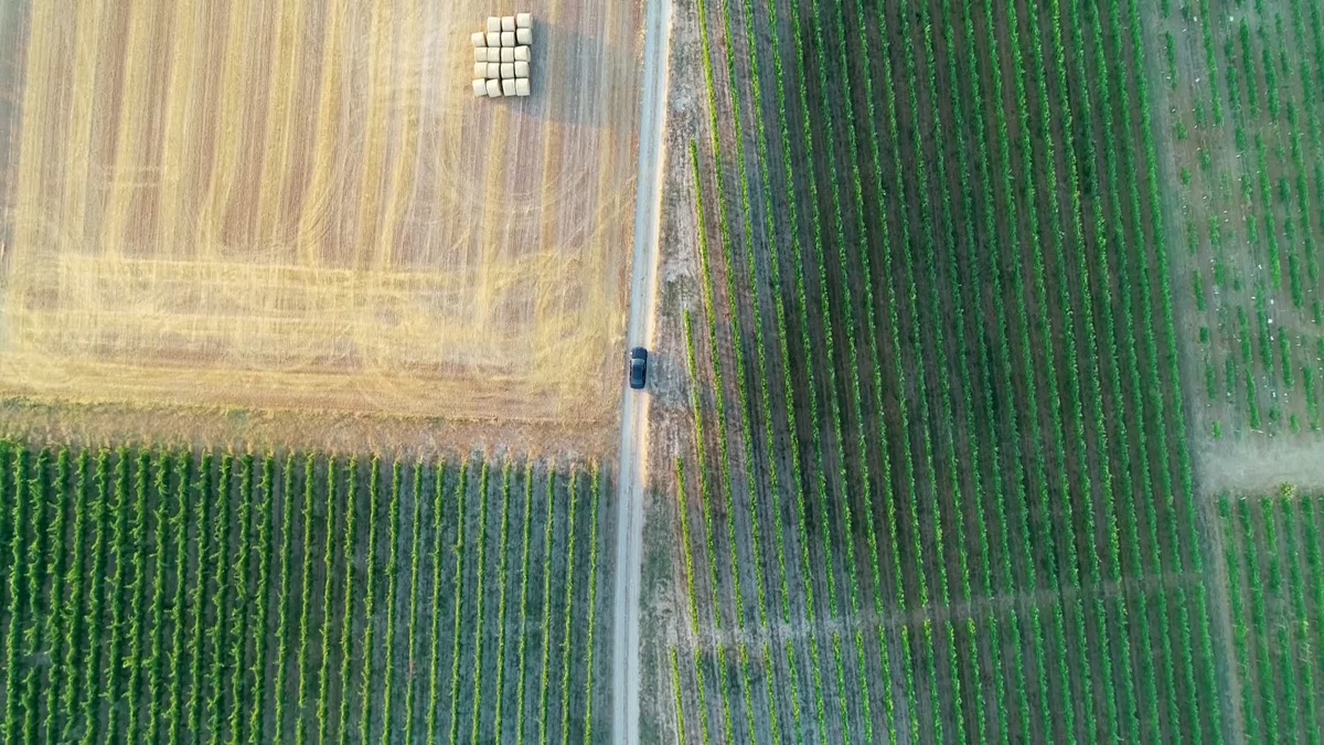 ‎Linear (Visualizer Video) by Dälias on Apple Music