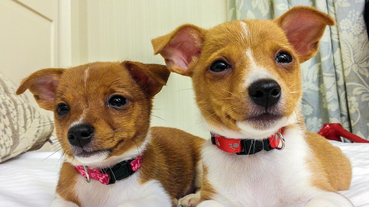 Too Cute! on Apple TV