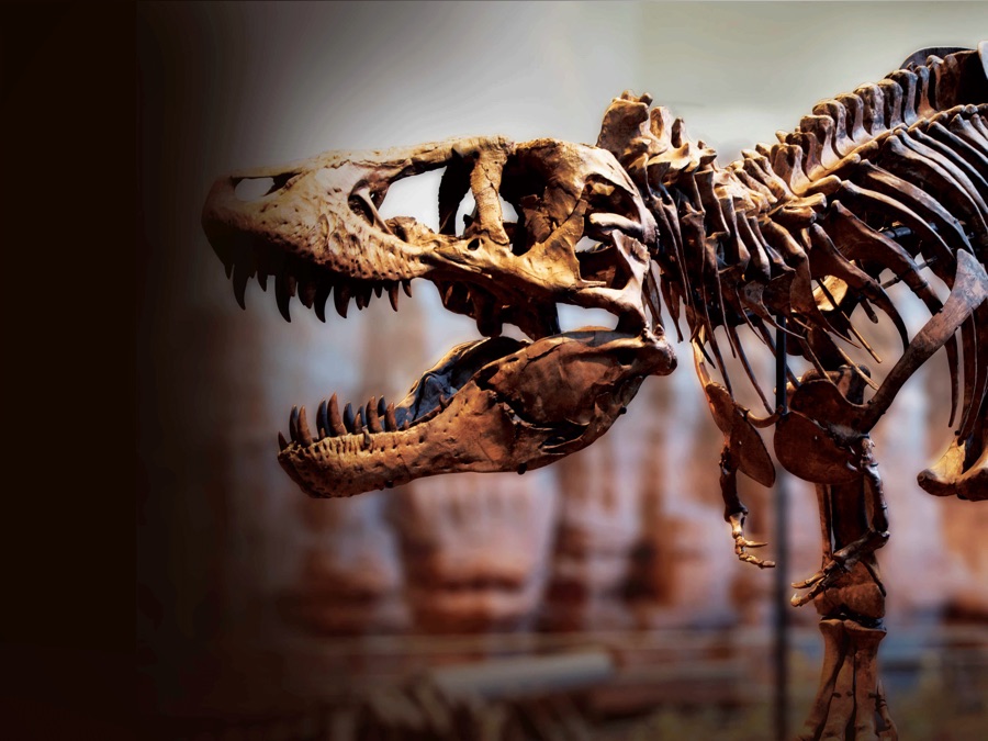 Introduction to Paleontology | Apple TV