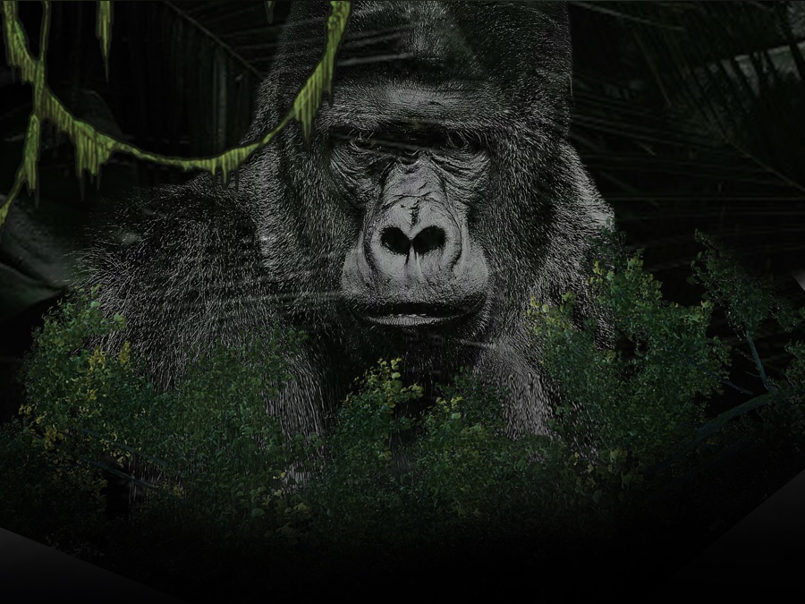 Bama and the Lost Gorillas - Apple TV