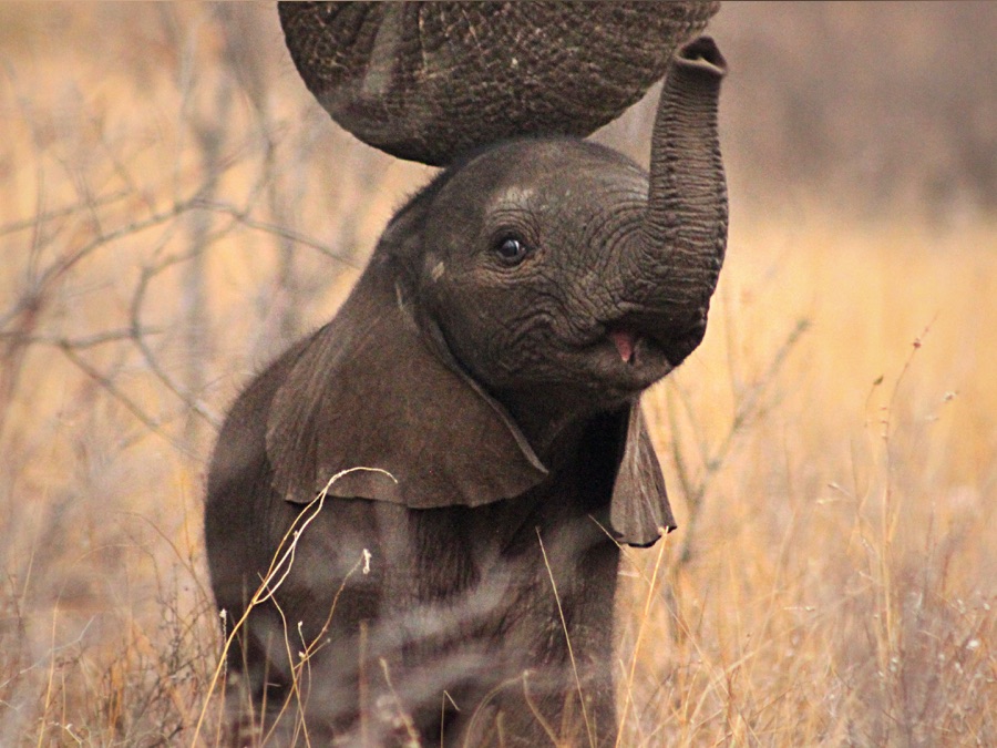 Paseka The Easter Elephant | Apple TV (CA)