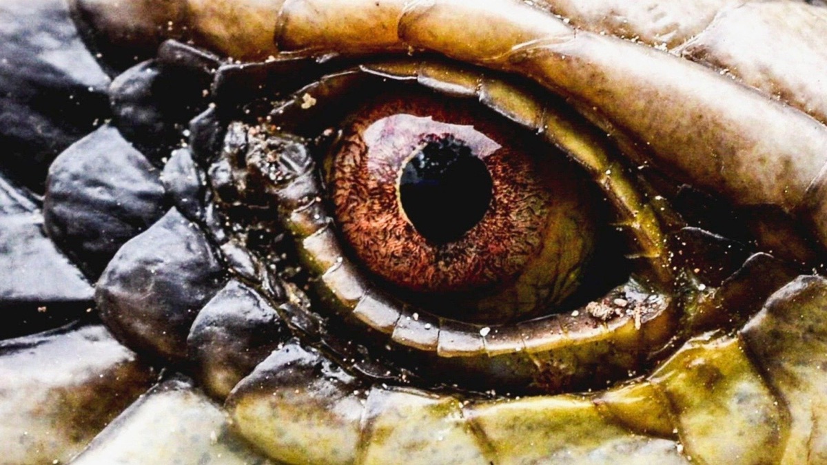 Enigma Animal of Colombia - Secrets in the Jungle (Season 1, Episode 4 ...