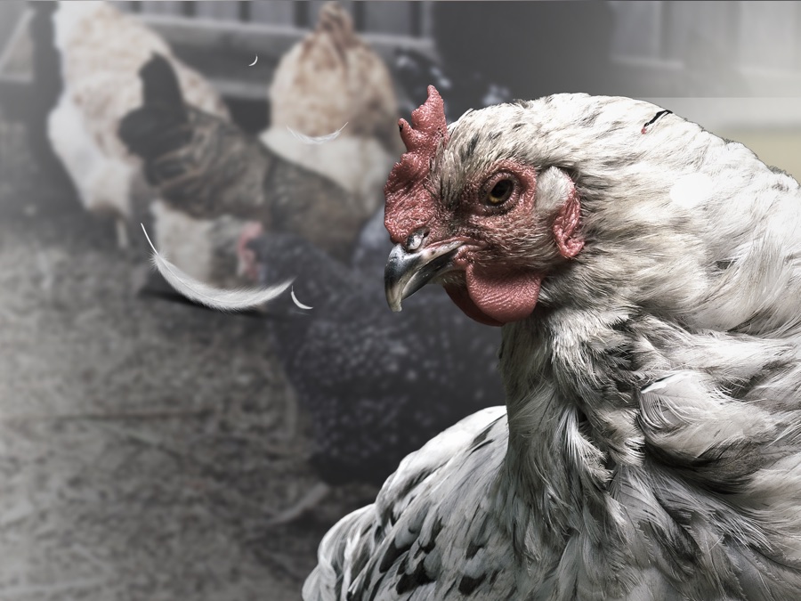 Chicken Planet | Apple TV