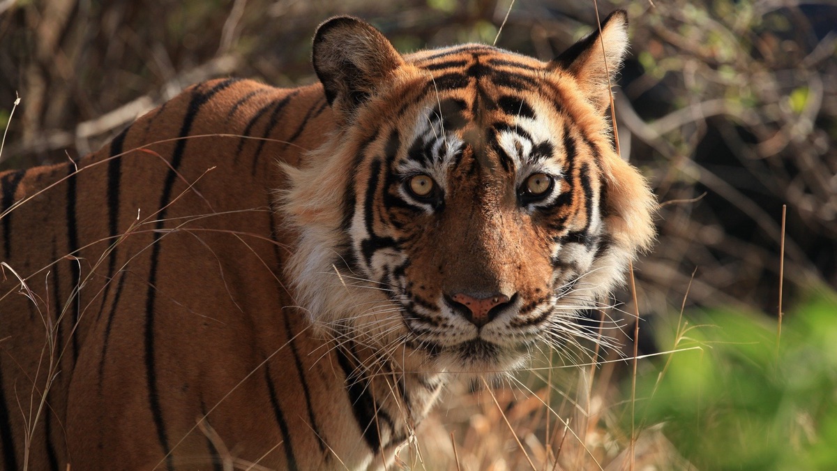 Stealth - Secret Life of Predators (Season 1, Episode 2) - Apple TV