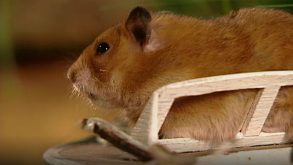 Once Upon a Hamster | Apple TV