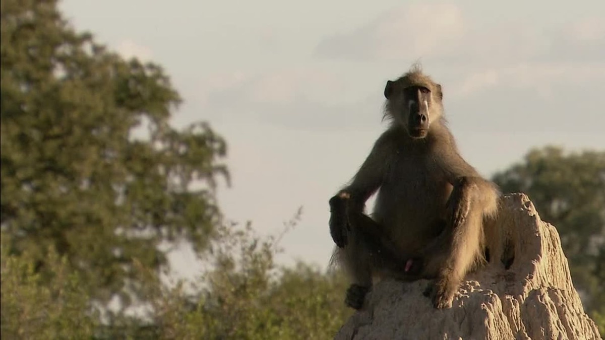 Stories of Africa: Leopard Fight Club - Apple TV