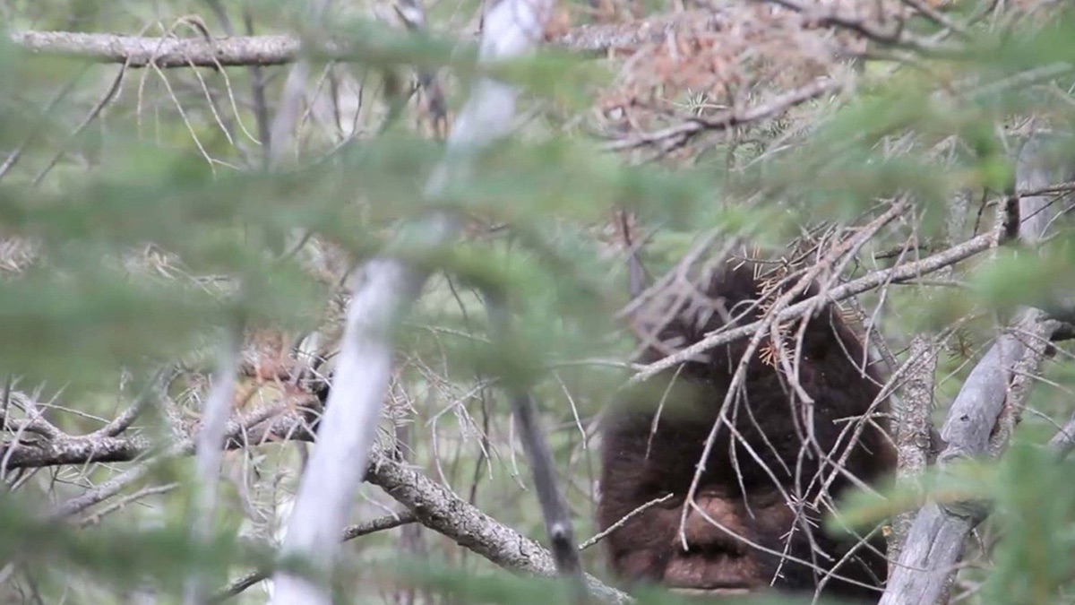 Alla scoperta del Bigfoot - Apple TV (IT)