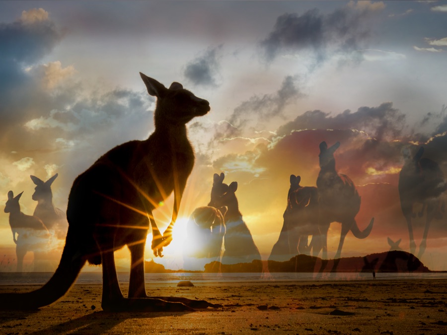 Wild Australia - Apple TV