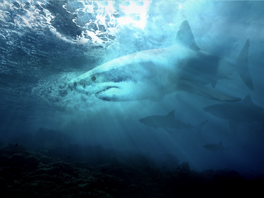 Camo Sharks | Apple TV