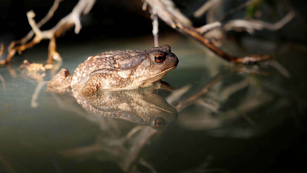 Life Stories | Apple TV (BR)