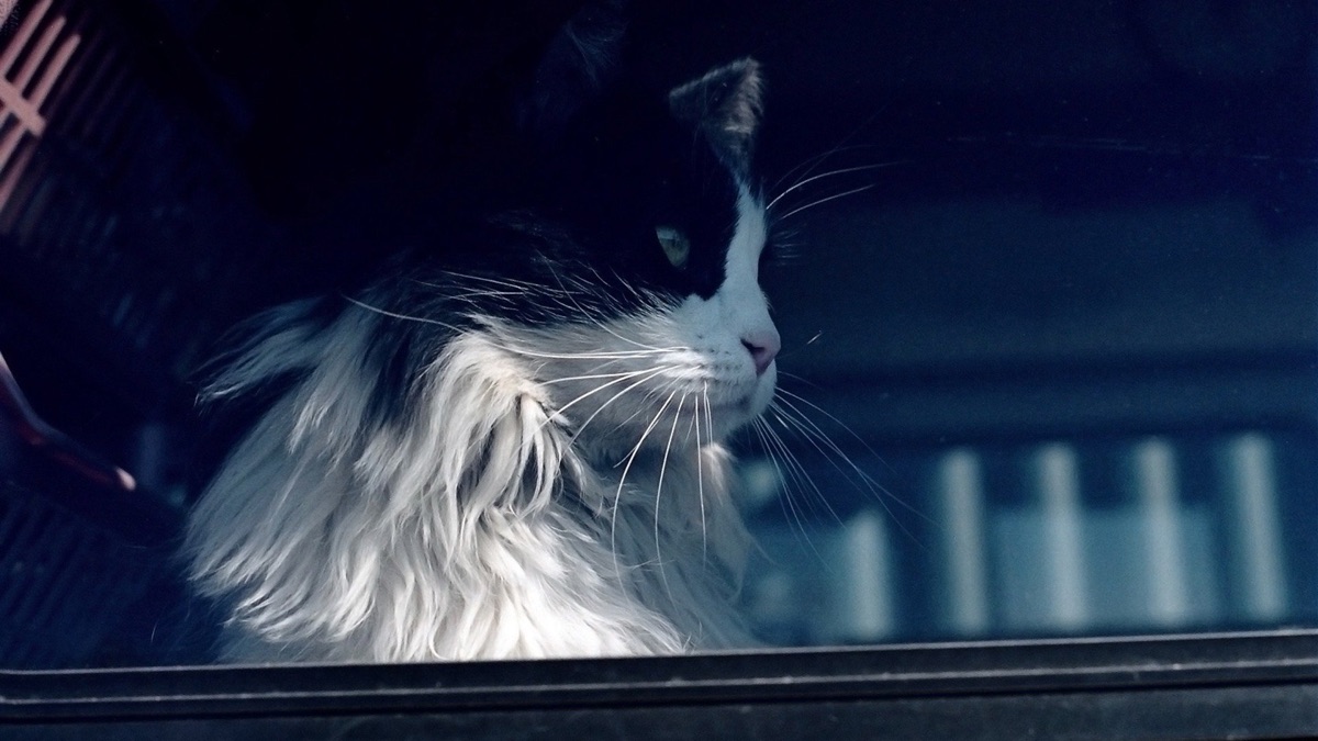 The Amazing Adventure of Marchello the Cat | Apple TV