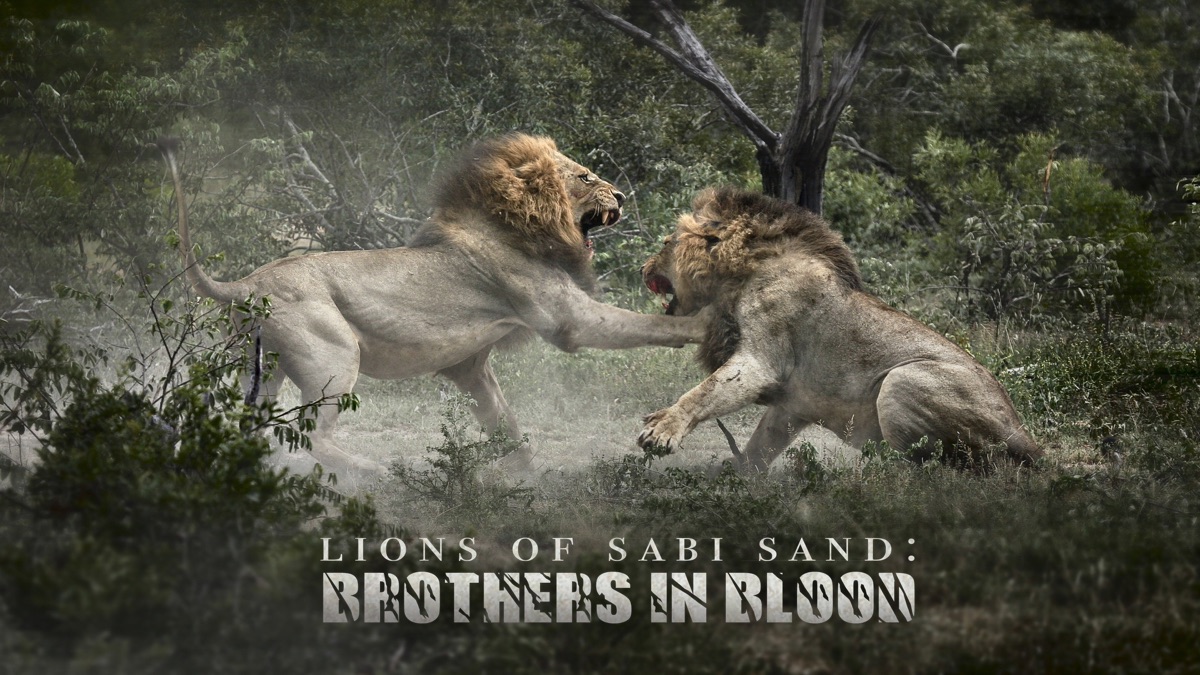Lions of Sabi Sand: Brothers in Blood | Apple TV