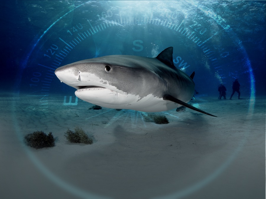 Sharks of The Bermuda Triangle - Apple TV (EC)